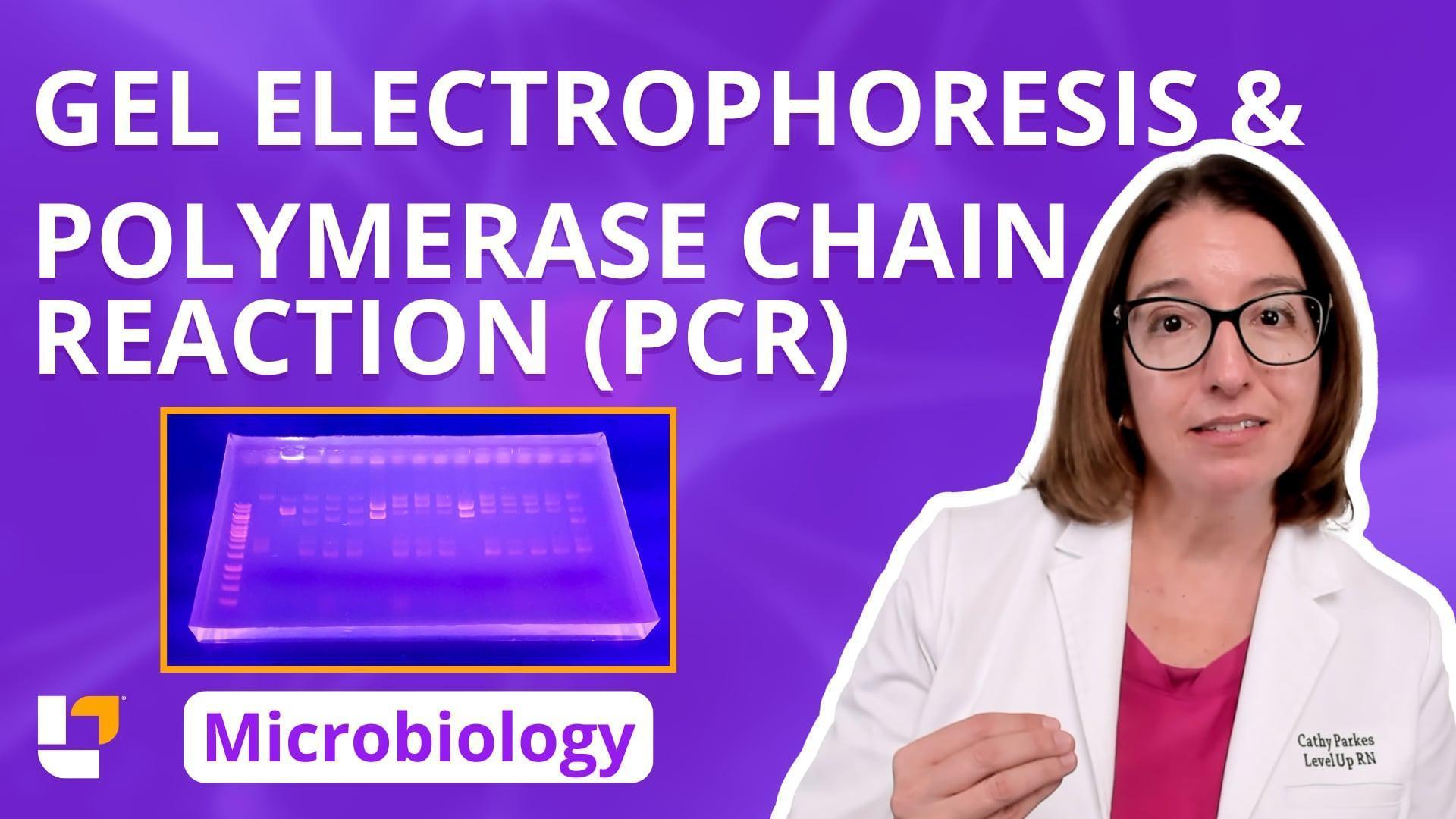 Gel Electrophoresis & PCR | Genetics | Microbio exam prep