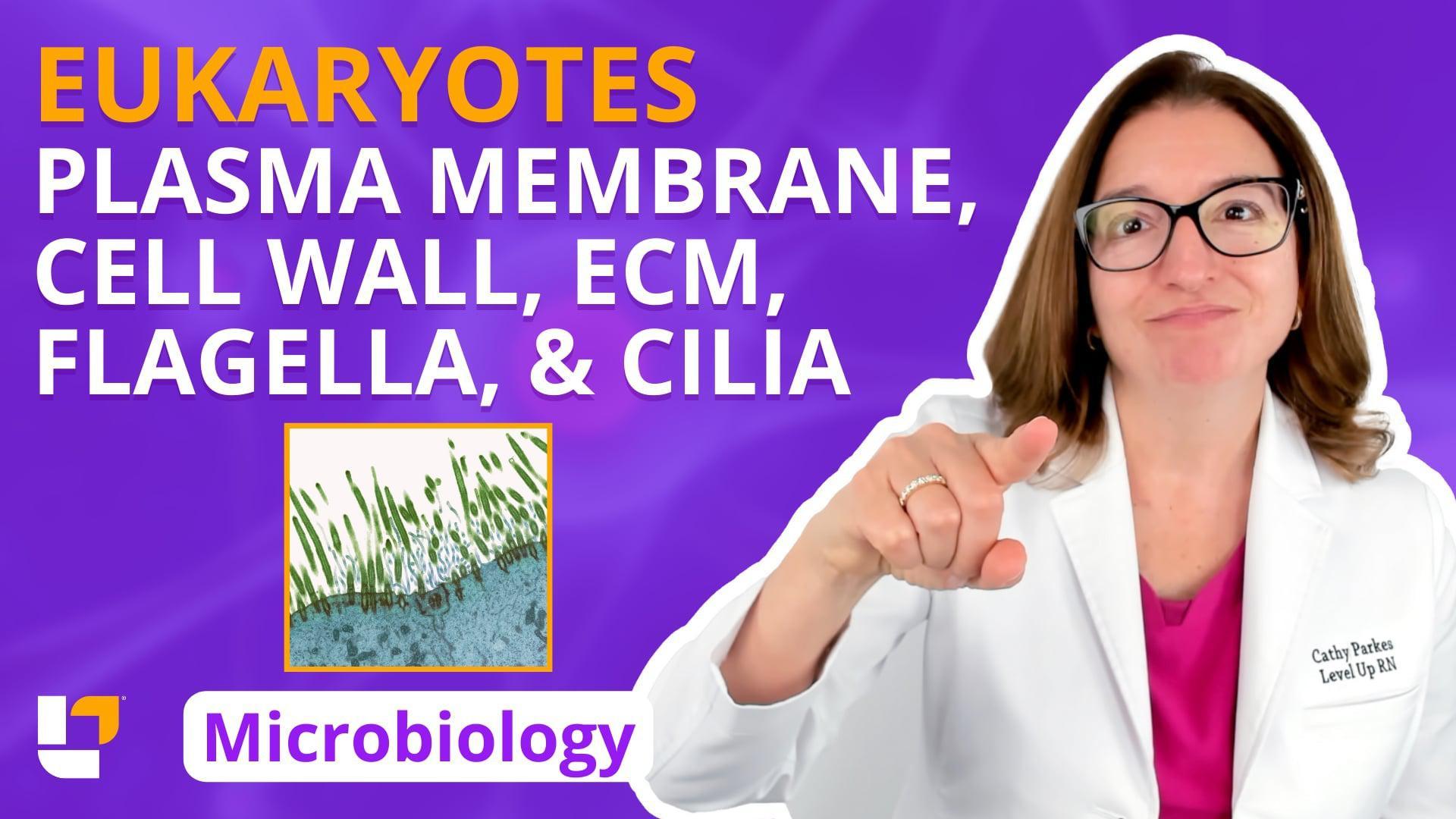 Plasma Membrane, Cell Wall, ECM, Flagella, & Cilia - Microbiology