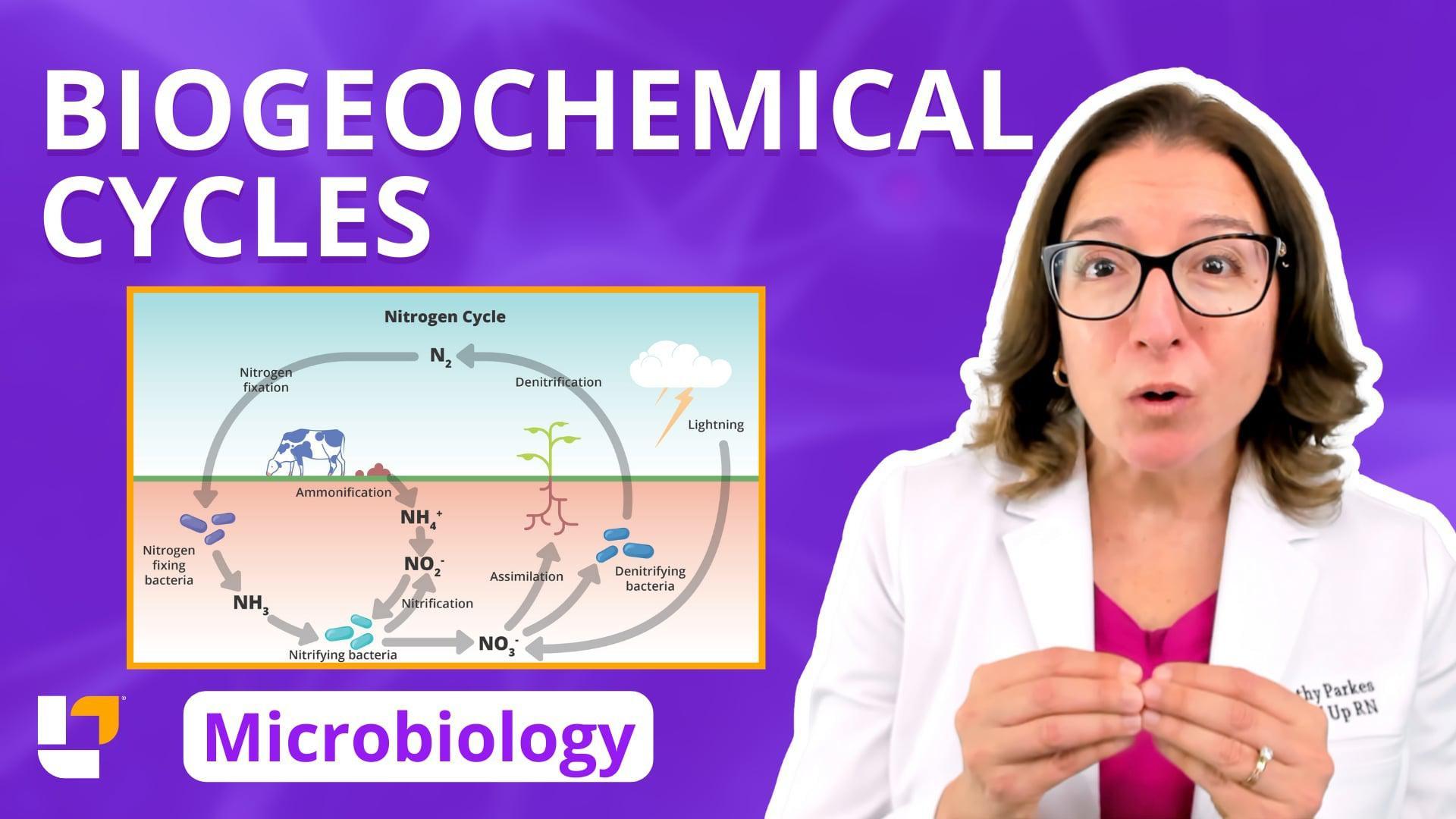 Metabolism - Biogeochemical Cycles - Microbiology – LevelUpRN