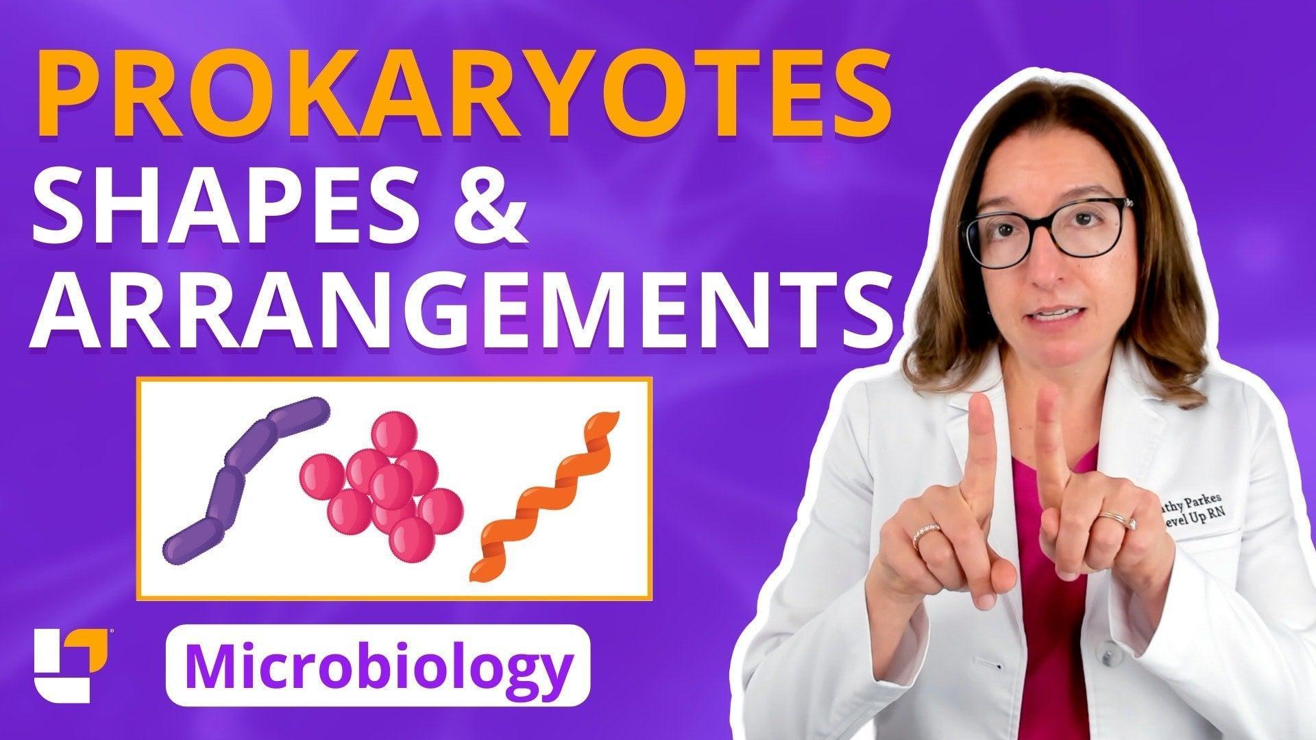 Prokaryotes - Shapes & Arrangements - Microbiology – LevelUpRN